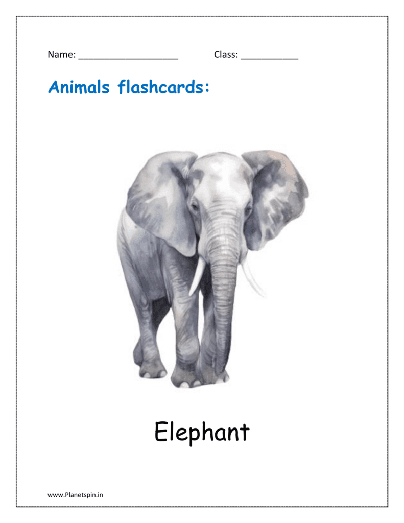 Animal flash cards for kindergarten | Planetspin.in