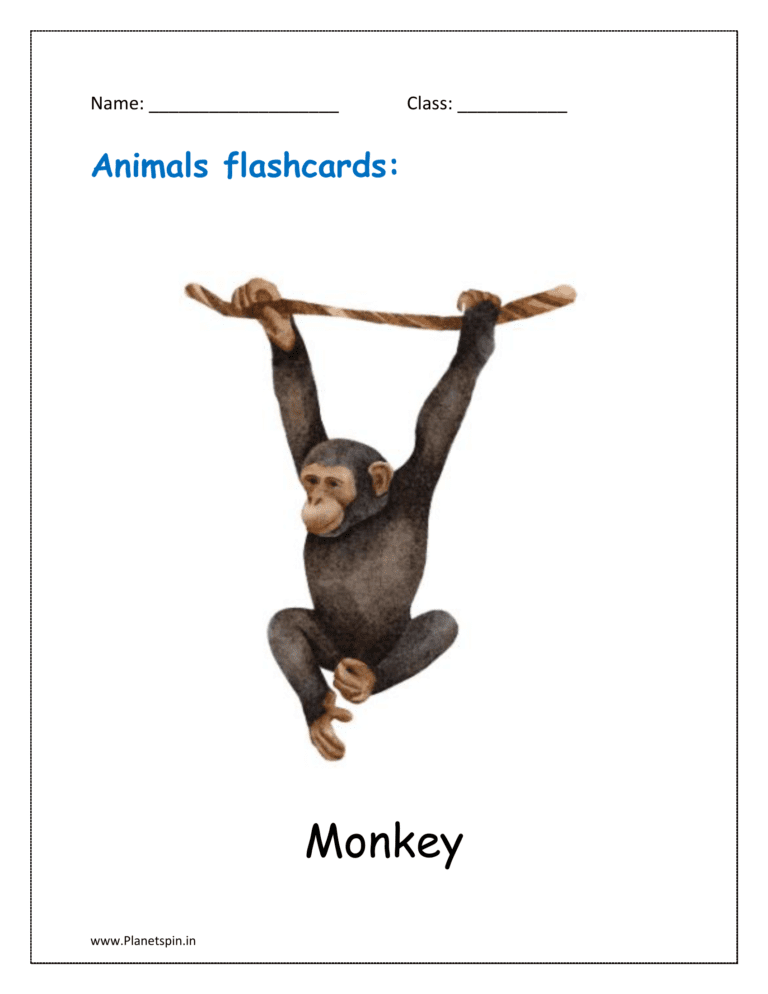 Animal flash cards for kindergarten | Planetspin.in