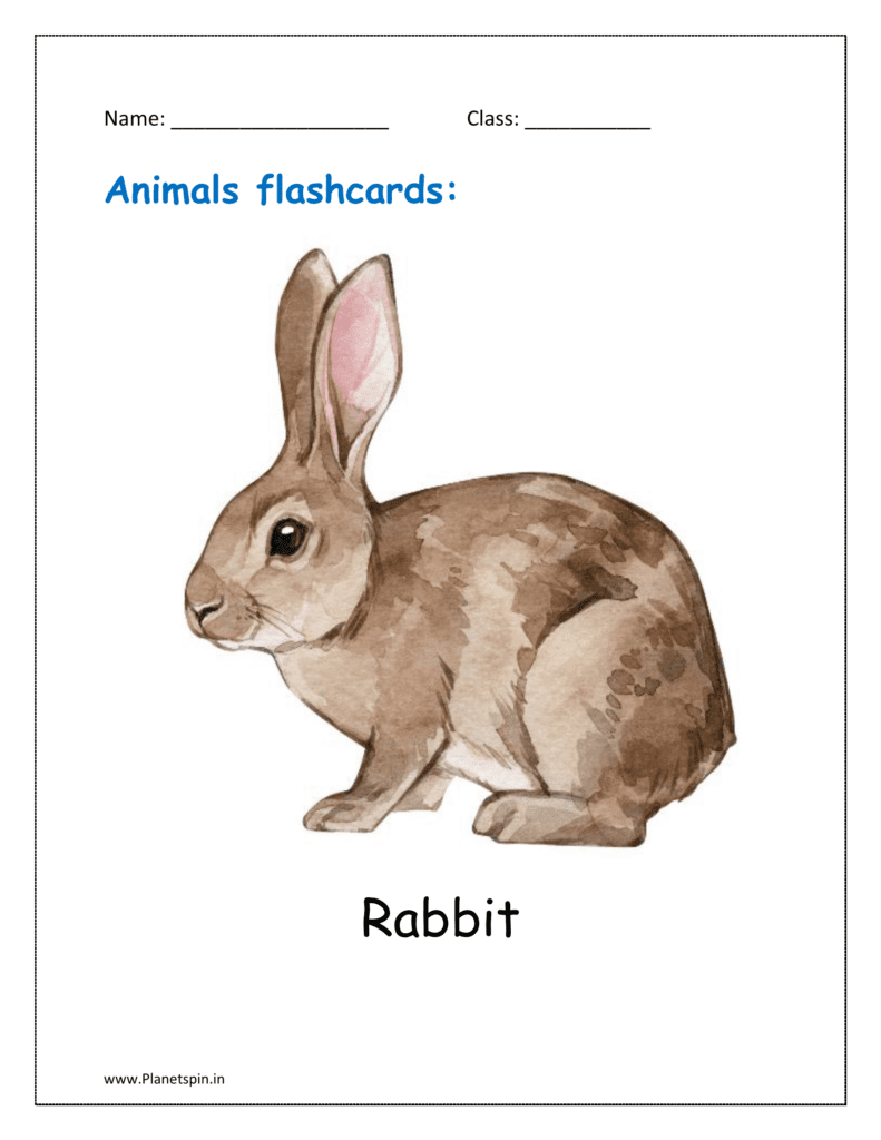 Animal flash cards for kindergarten | Planetspin.in