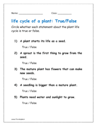 Life cycle of a plant worksheet for kindergarten | Planetspin.in