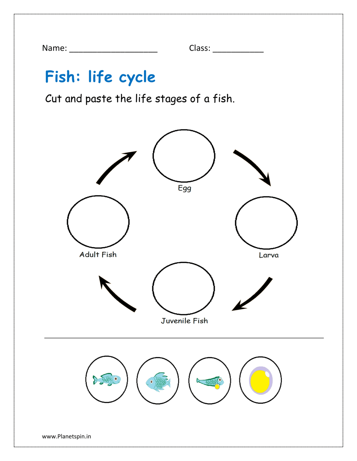 Animal life cycle worksheets for grade 1 | Planetspin.in