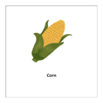 Vegetables flashcards pdf free download | Planetspin.in