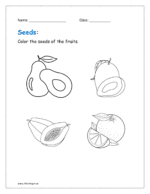 Seeds worksheet of trees and plants | Planetspin.in