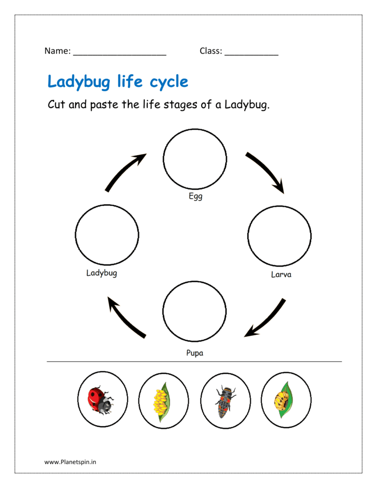 Animal life cycle worksheets for grade 1 | Planetspin.in