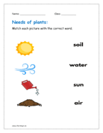 Needs of plants worksheet for kindergarten | Planetspin.in