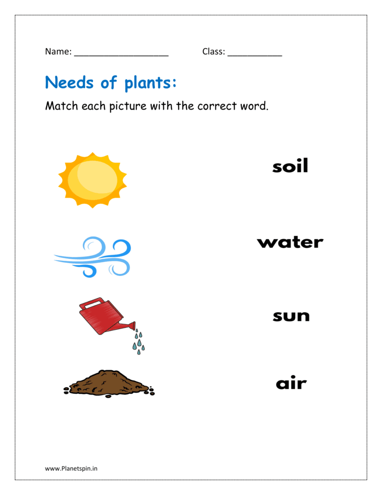 Needs of plants worksheet for kindergarten | Planetspin.in