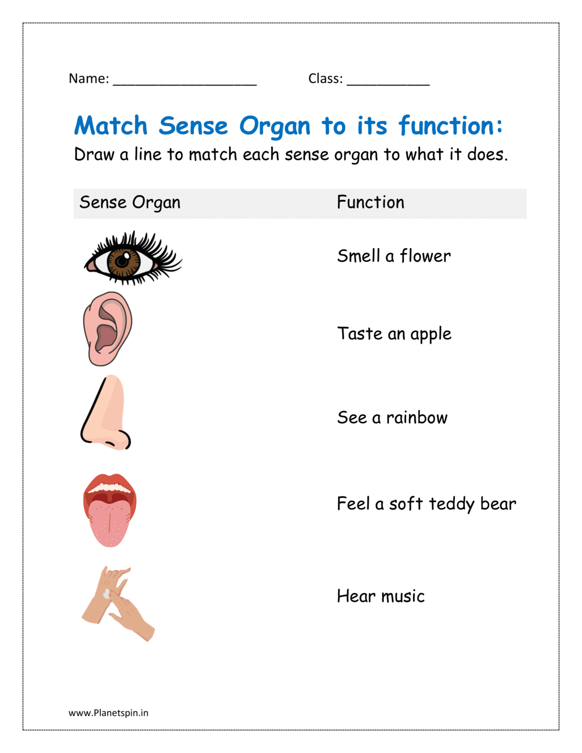 5 Sense organs worksheet for kindergarten | Planetspin.in