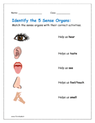 5 Sense organs worksheet for kindergarten | Planetspin.in