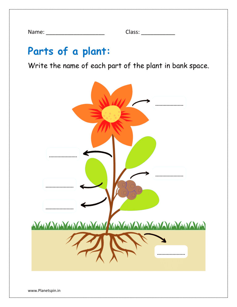 Parts of Plants worksheet for Kindergarten | Planetspin.in
