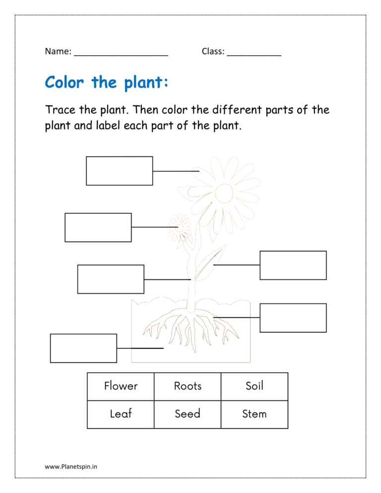 Parts of Plants worksheet for Kindergarten | Planetspin.in