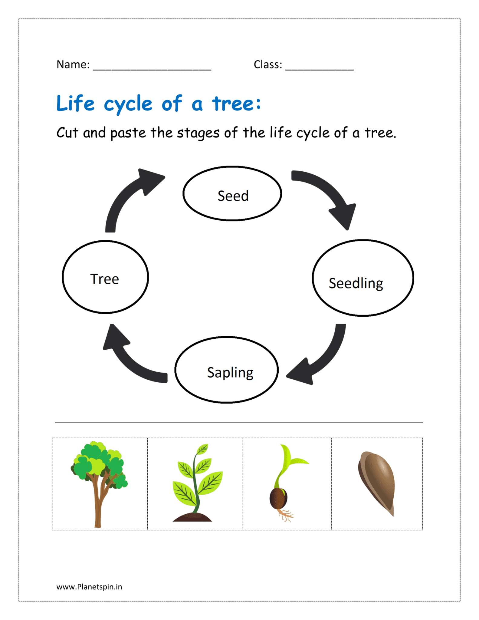 Life cycle of a plant worksheet for kindergarten | Planetspin.in