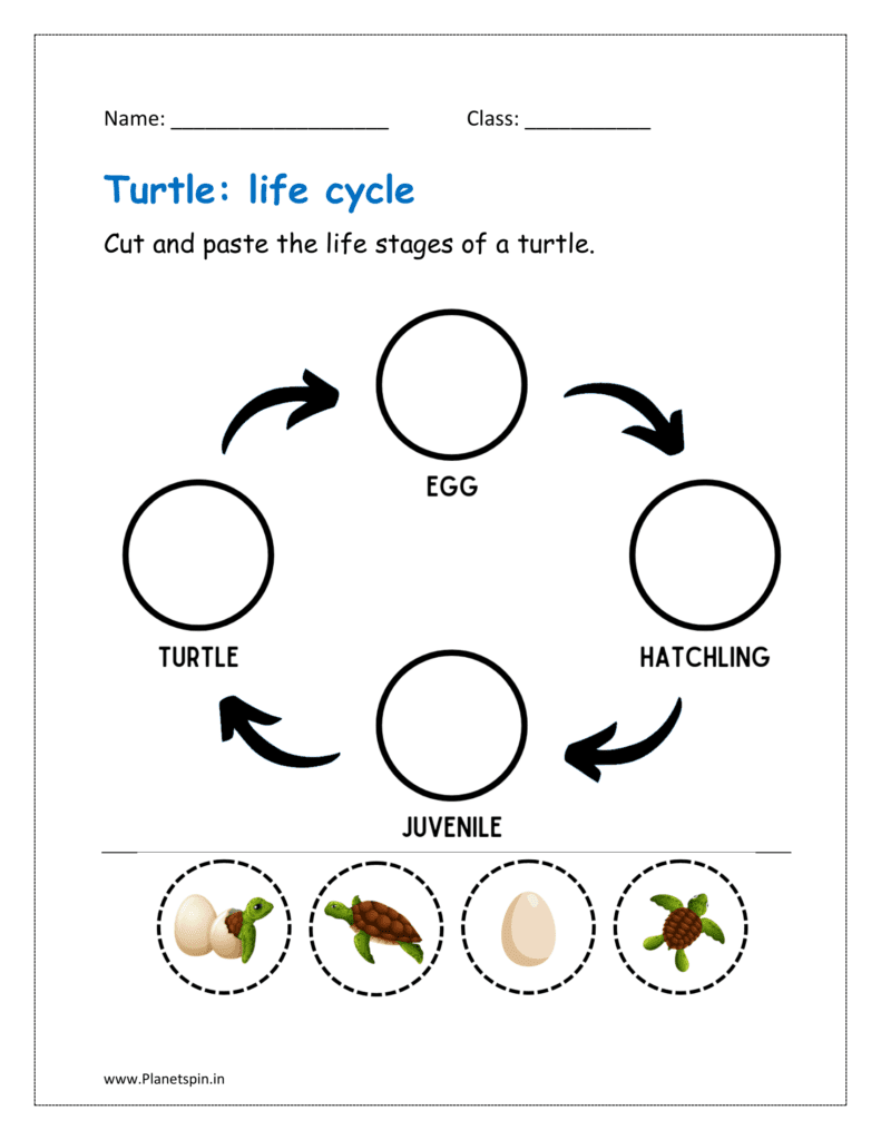 Animal life cycle worksheets for grade 1 | Planetspin.in